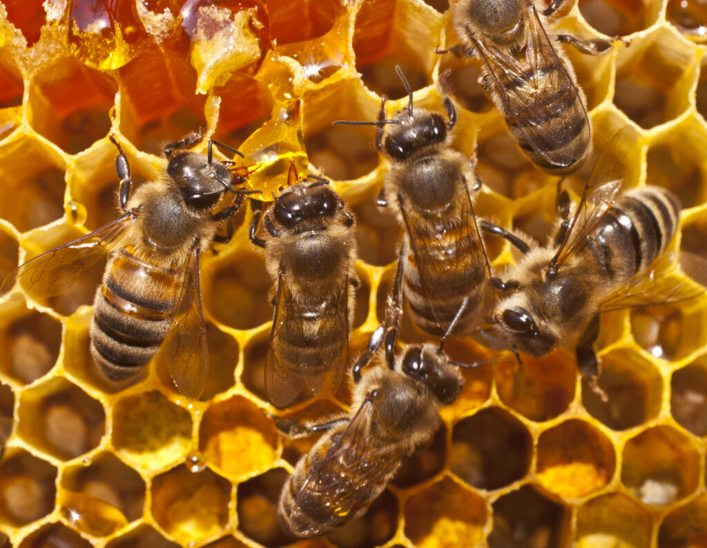 About Caribbean Bees - CaribbeanReads